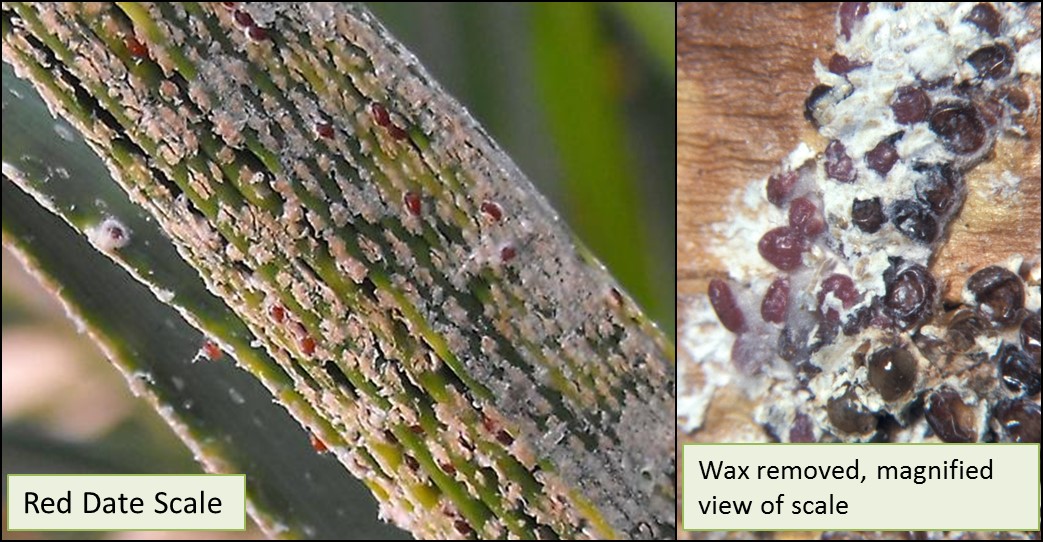 What is killing my pygmy date palm? - UF/IFAS Pest Alert