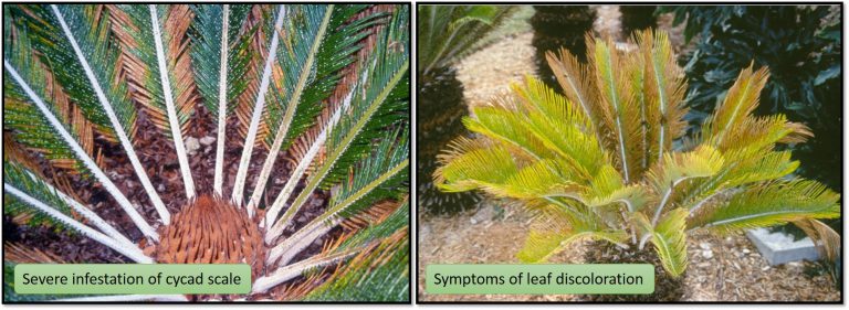 Cycad scale: a threat to wild and cultivated cycads - UF/IFAS Pest Alert
