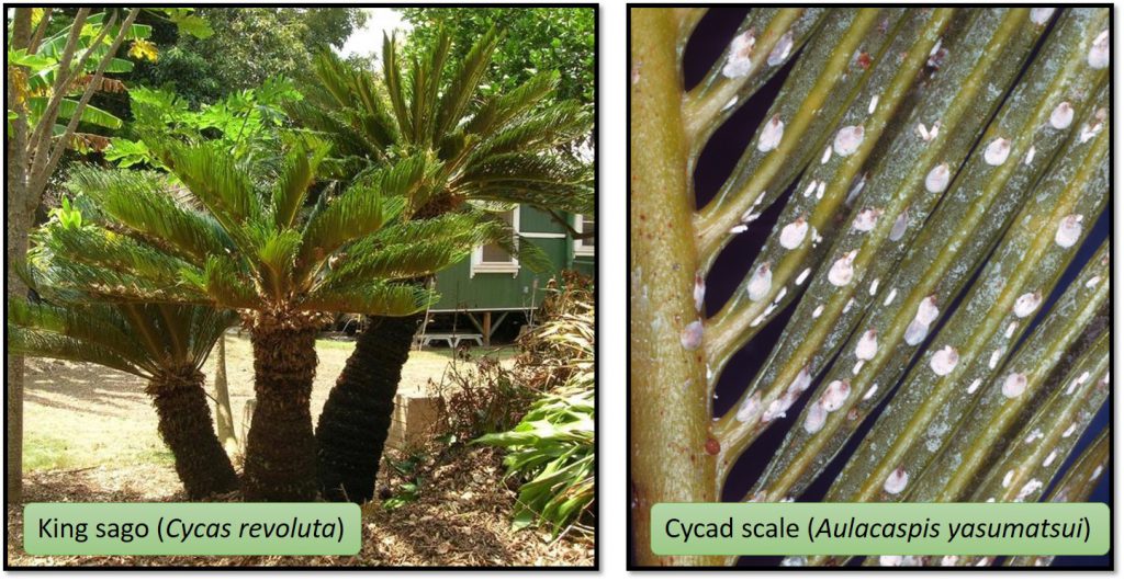 Cycad scale: a threat to wild and cultivated cycads - UF/IFAS Pest Alert