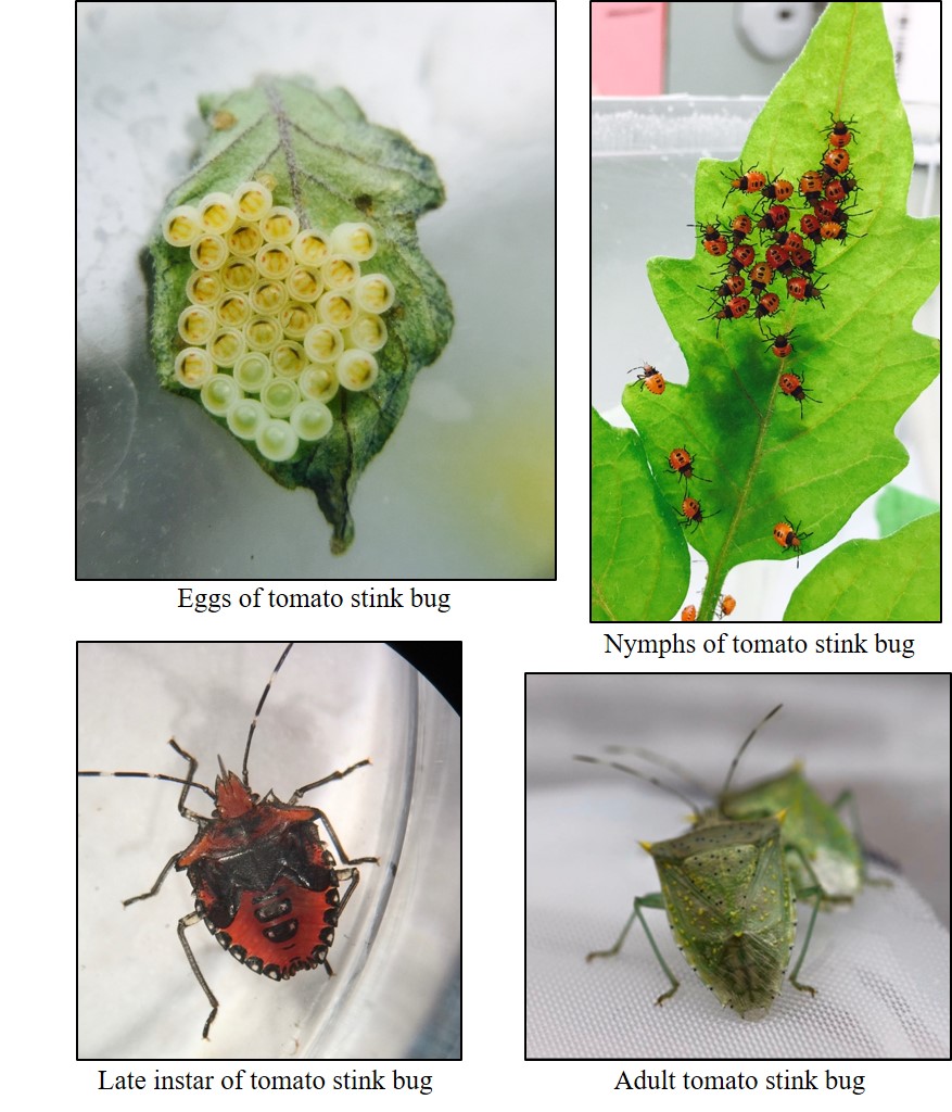 Have you seen this bug? - UF/IFAS Pest Alert