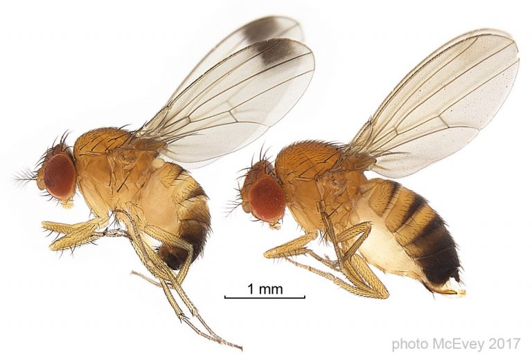 Spotted-wing Drosophila (Drosophila suzukii) - UF/IFAS Pest Alert