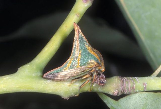 Oak Treehopper - UF/IFAS Pest Alert