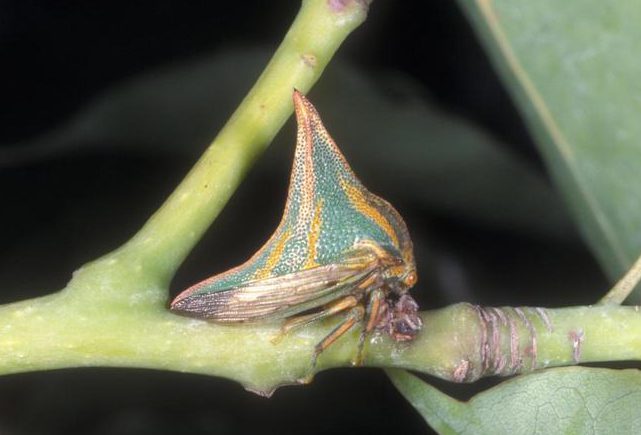 Oak Treehopper - UF/IFAS Pest Alert