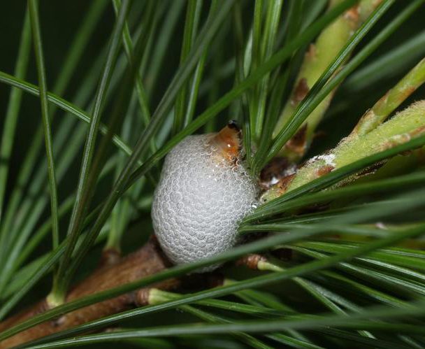 Pests on your Christmas tree - UF/IFAS Pest Alert