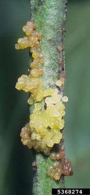 Bean Pod Borer Moth - UF/IFAS Pest Alert