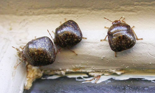 The Kudzu Bug - UF/IFAS Pest Alert