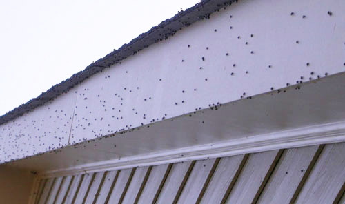 The Kudzu Bug - UF/IFAS Pest Alert
