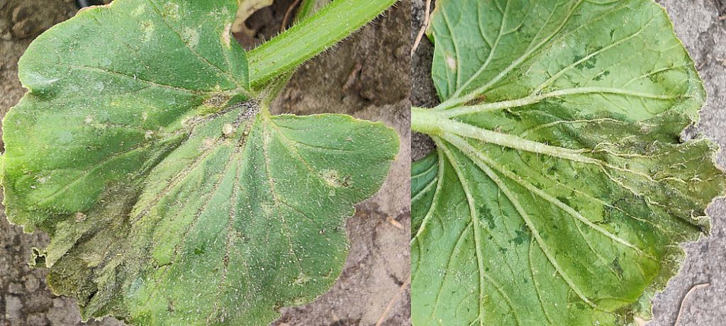 Have you seen the squash bug in your field or garden? - UF/IFAS Pest Alert