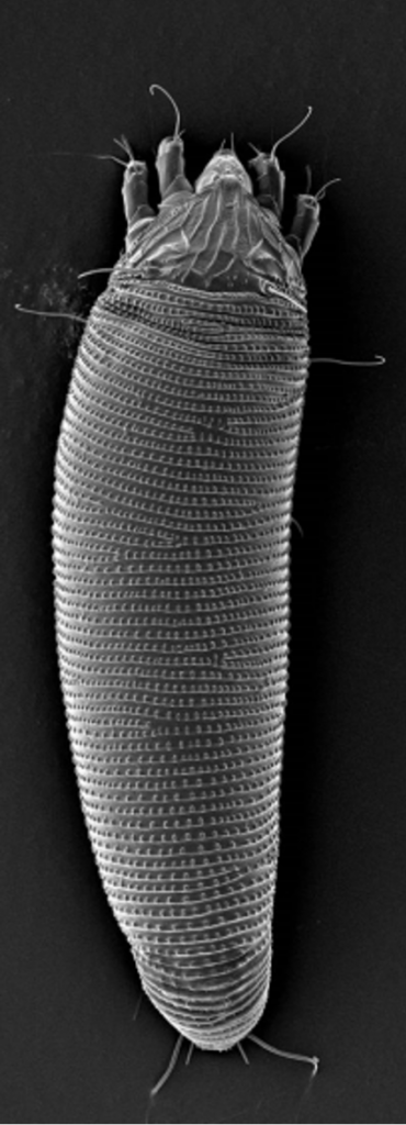 New mite pest of lychee in Florida - UF/IFAS Pest Alert