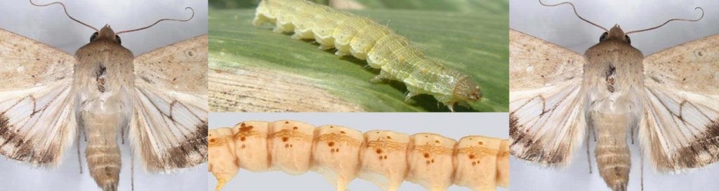 The Old World Bollworm (OWB) is still an important pest in Florida - UF ...
