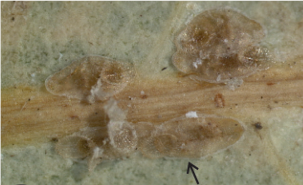 Lychee tree scale pest found in Florida - UF/IFAS Pest Alert