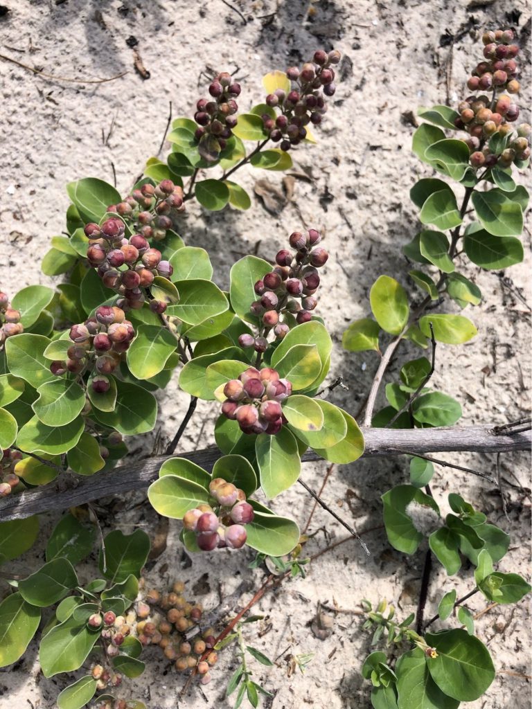 Beach Vitex officially declared a State Noxious Weed - UF/IFAS Pest Alert