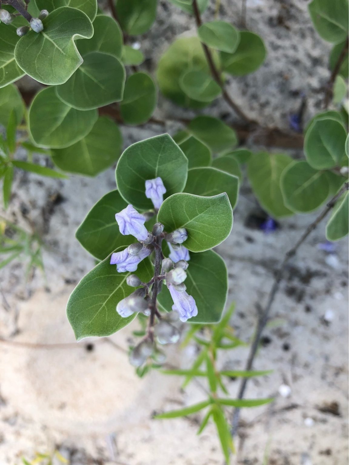 Beach Vitex officially declared a State Noxious Weed - UF/IFAS Pest Alert