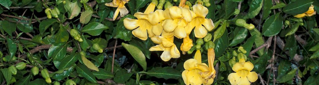 Cat’s Claw Vine: Florida Invasive Plant Added to State Noxious Weed ...