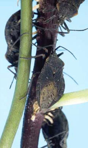 Wait... What's that bug? - UF/IFAS Pest Alert
