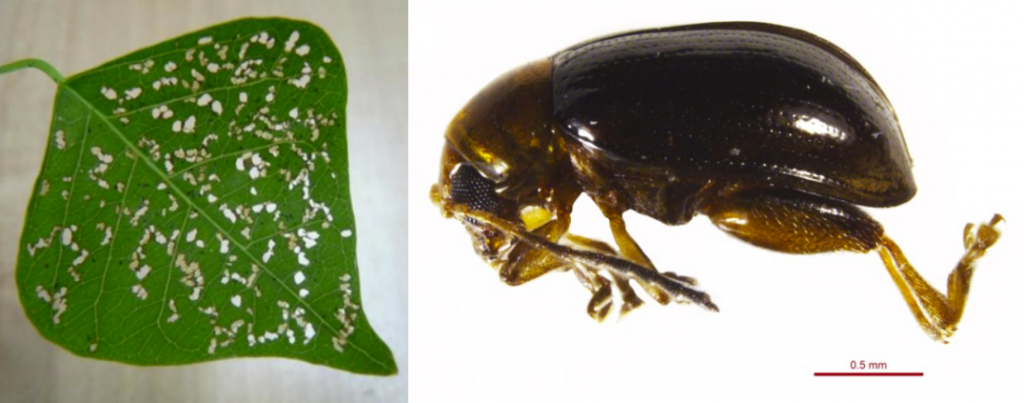 Honey bees and Chinese tallow: What’s really going on? - UF/IFAS Pest Alert