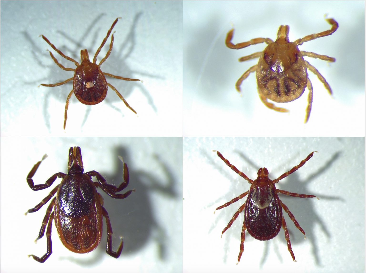 A Friendly Reminder About Ticks - UF/IFAS Pest Alert