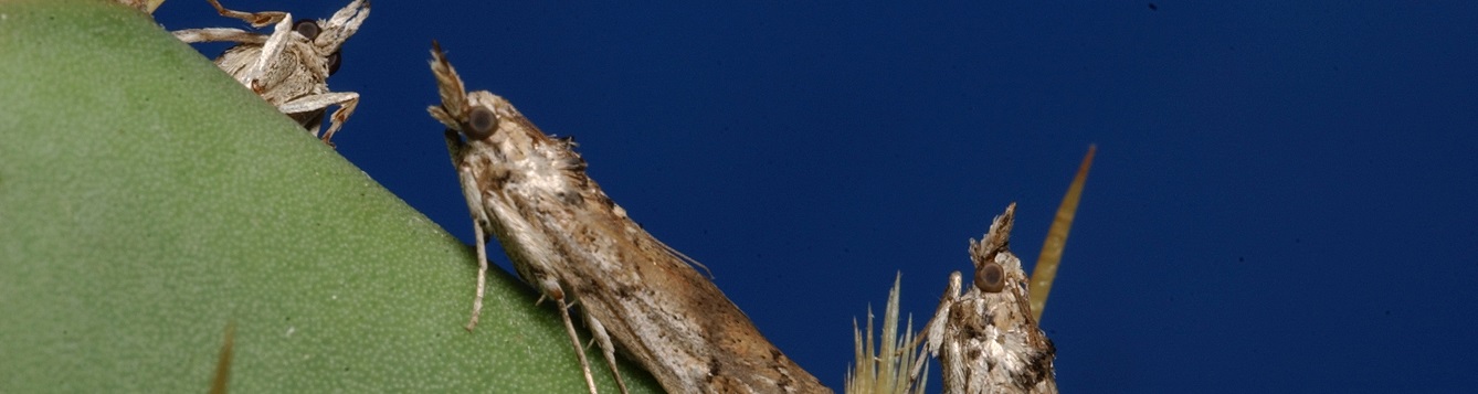 Cactus moth (Cactoblastis cactorum) and implications for native Opuntia ...
