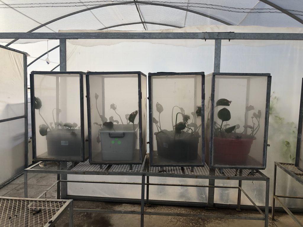 Biological Control and Pesticides - Pesticide Information