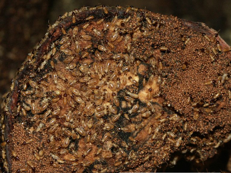 Termite Awareness Week - Pesticide Information