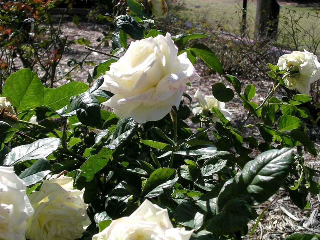 Early Spring Rose Care - UF/IFAS Extension Pinellas County