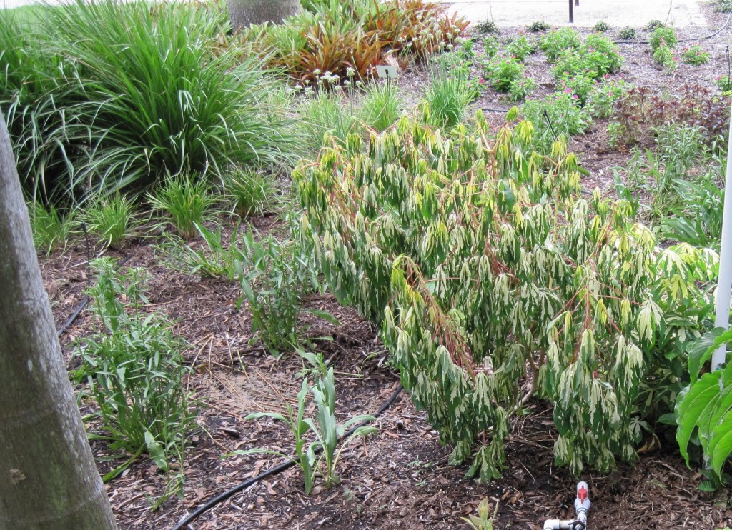 Help, my plants are drowning! - UF/IFAS Extension Pinellas County