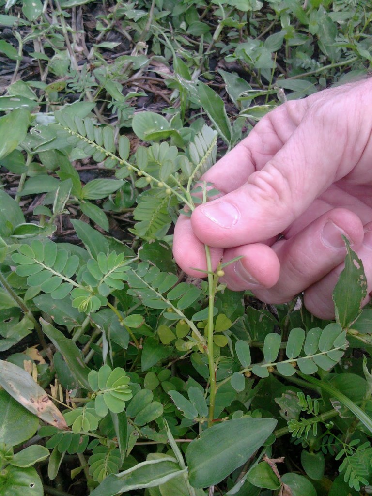 Have you seen this weed? - UF/IFAS Extension Pinellas County