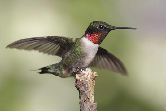 Hummingbirds Arriving - UF/IFAS Extension Pinellas County