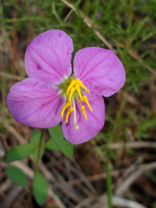 Florida’s Spring Wildflowers - UF/IFAS Extension Pinellas County