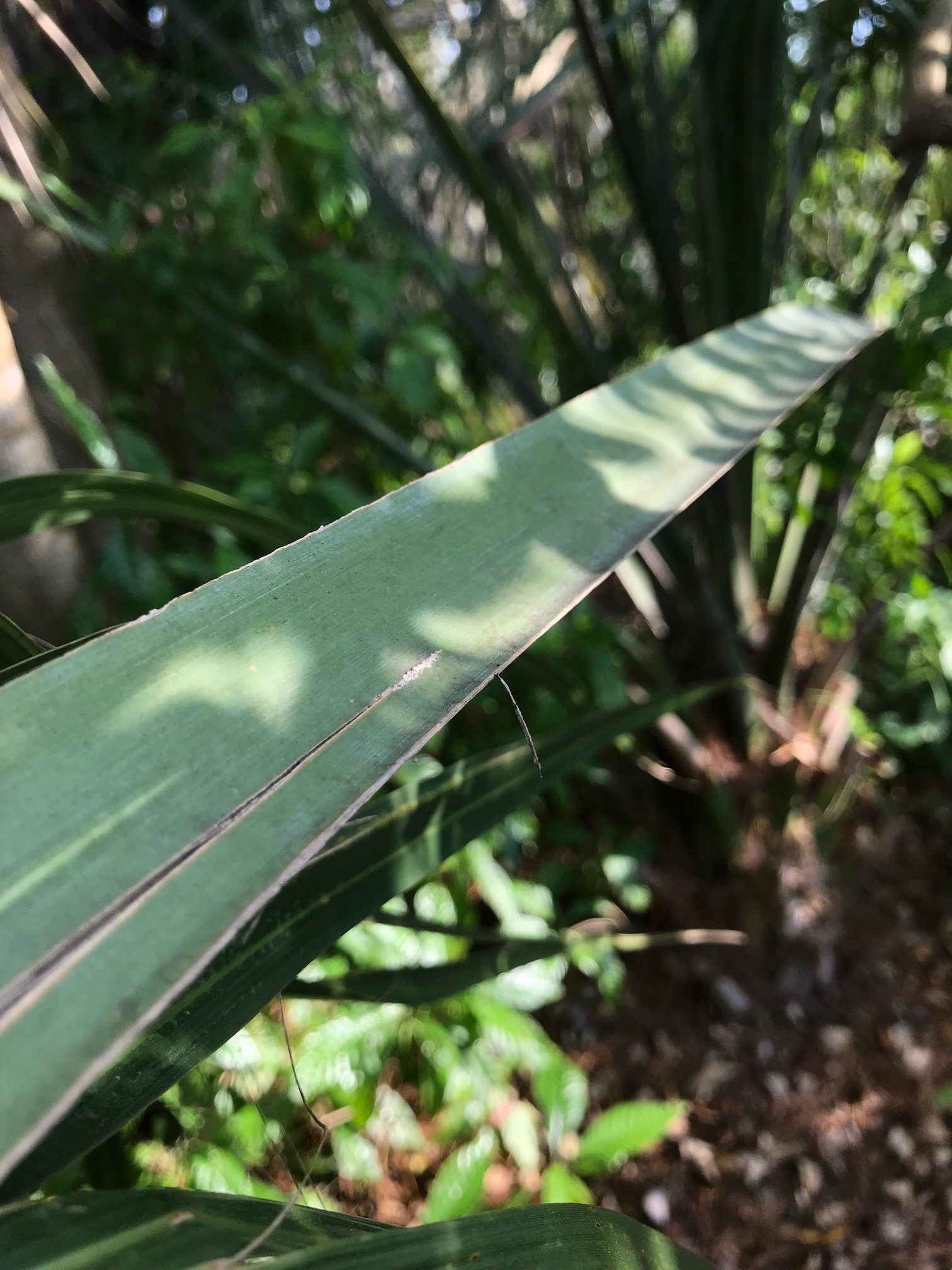 Parsing Through the Palmettos - UF/IFAS Extension Pinellas County
