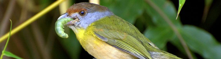 Exotic Plants Starving Birds! 12 Things You Can Do to Help - UF/IFAS ...