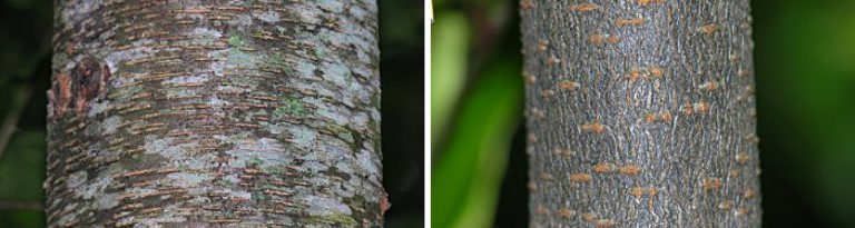 Cherry Trees In Florida? - UF/IFAS Extension Pinellas County