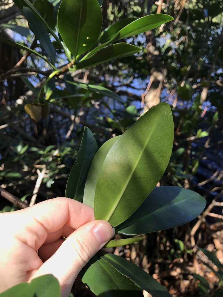 What Kind of Mangrove Is That? - UF/IFAS Extension Pinellas County