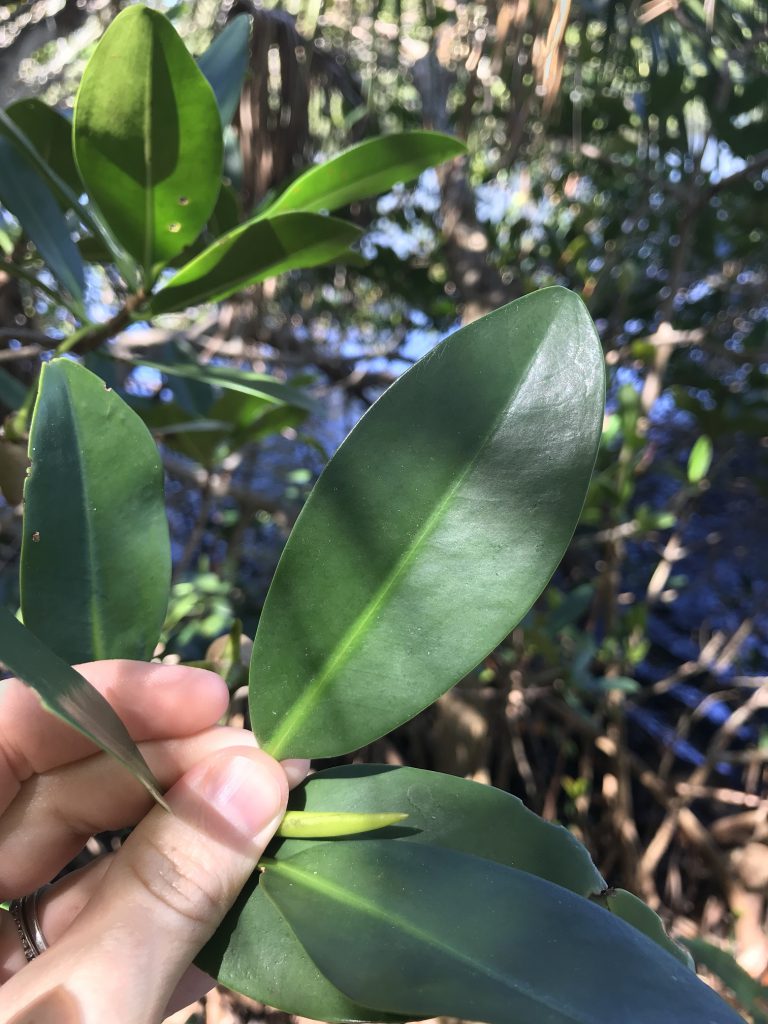 What Kind of Mangrove Is That? - UF/IFAS Extension Pinellas County