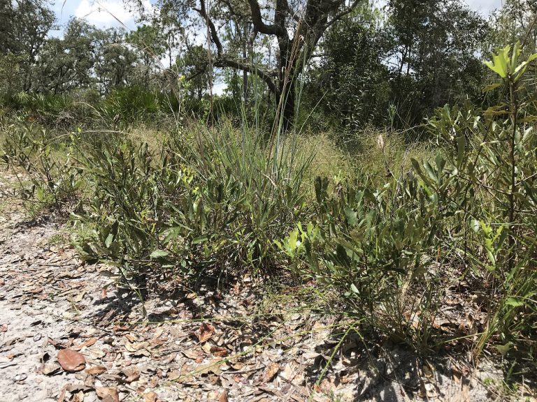 The Little Oaks Part II - UF/IFAS Extension Pinellas County