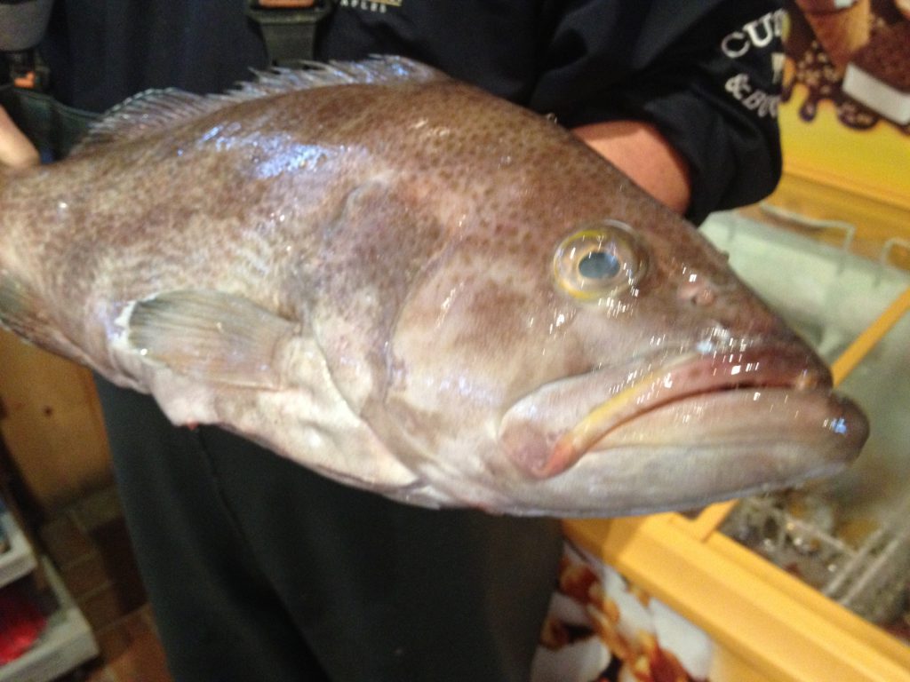 Florida Seafood at Your Fingertips! At Home! - UF/IFAS Extension ...