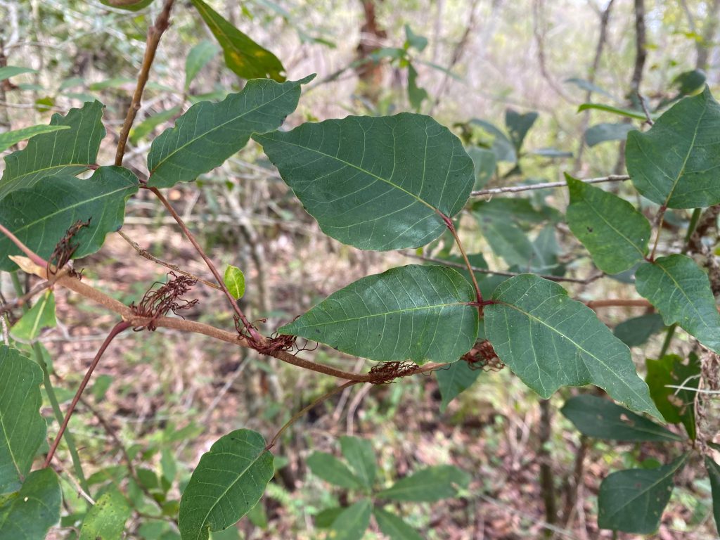 Leaves of Three, Let it Be? - UF/IFAS Extension Pinellas County