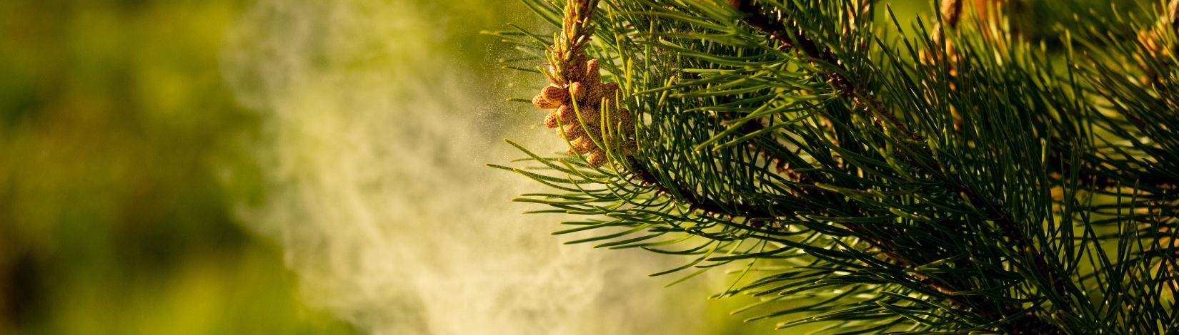 What Is This Yellow Stuff on My Car? - UF/IFAS Extension Pinellas County