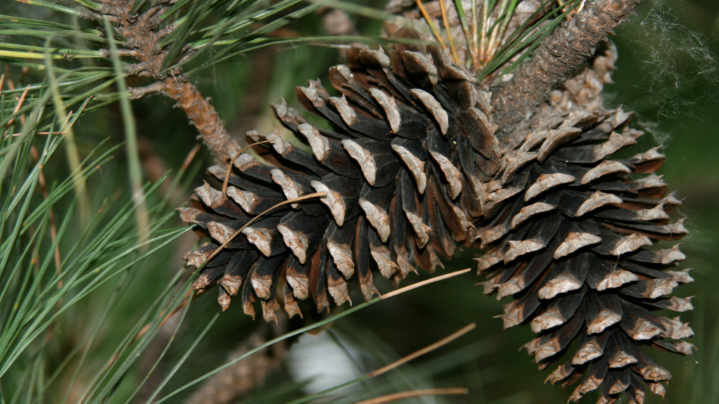 What Is This Yellow Stuff on My Car? - UF/IFAS Extension Pinellas County