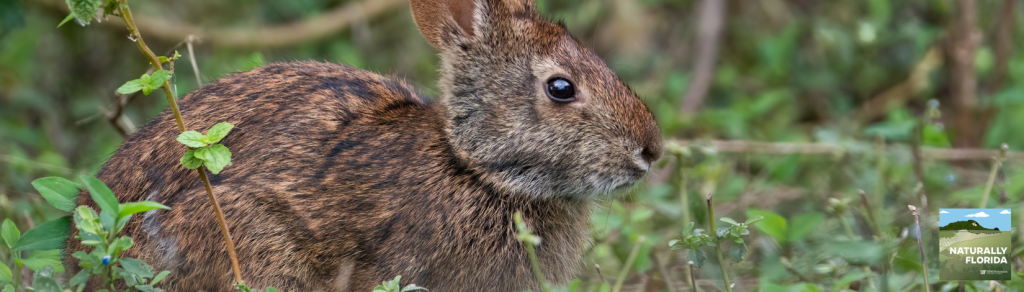 UF/IFAS Extension Pinellas County - UF/IFAS Extension Pinellas County