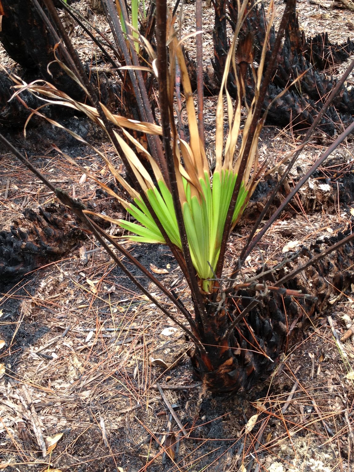 Secrets of the Saw Palmetto: Florida’s Understory Icon - UF/IFAS ...