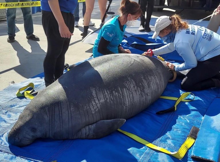 November= Manatee Awareness Month! - UF/IFAS Extension Pinellas County
