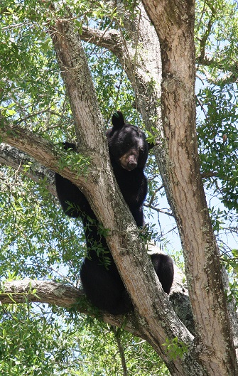 Living with Florida Black Bears - UF/IFAS Extension Polk County