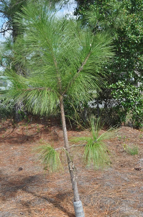 Native Trees - UF/IFAS Extension Polk County