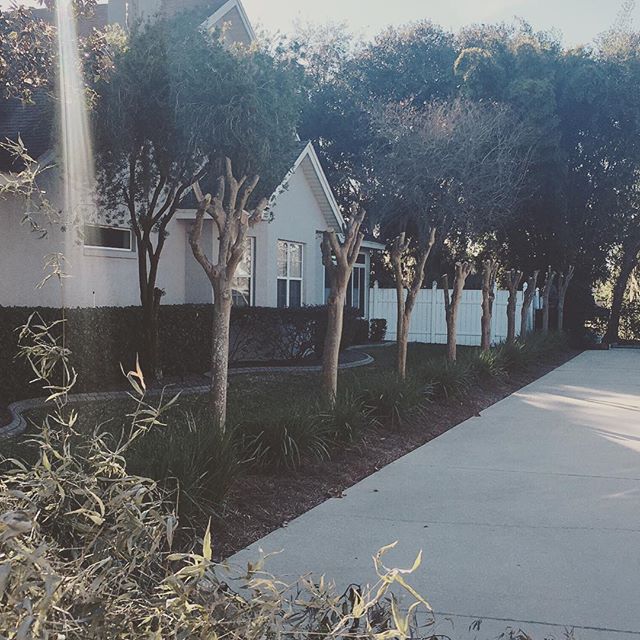 Caring for Crapemyrtles: Selection and Pruning - UF/IFAS Extension Polk ...