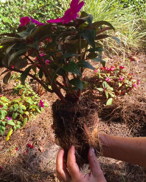 Proper Planting Techniques for Perennials and Annual Bedding Plants ...