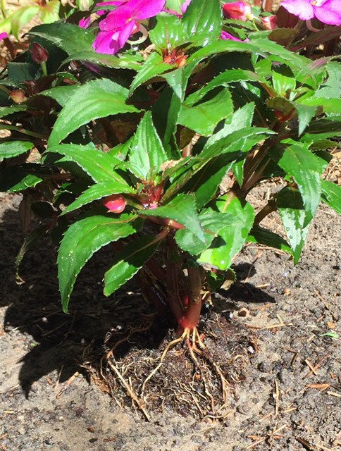 Proper Planting Techniques for Perennials and Annual Bedding Plants ...