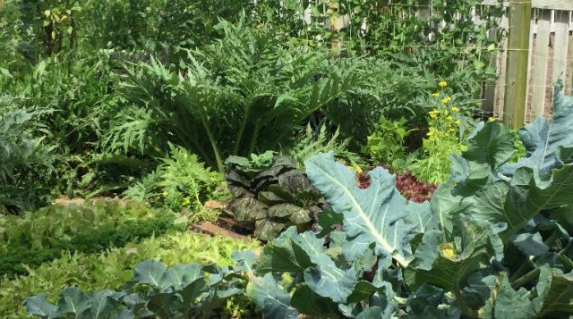 Residential Horticulture - UF/IFAS Extension