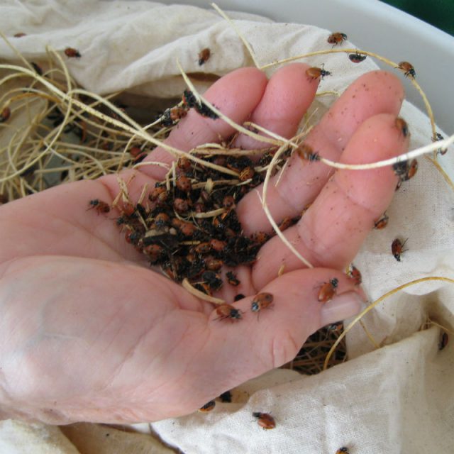 Garden To-Do’s – Beneficial Insects - UF/IFAS Extension Polk County