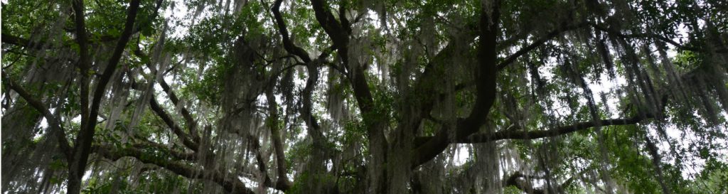 What is that Fuzzy Caterpillar Falling from My Oak Tree? - UF/IFAS ...